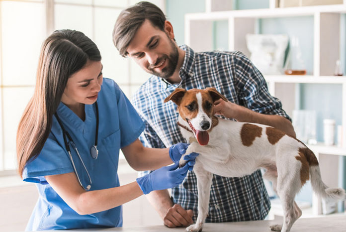 And the towns with most vets are ... - VetSurgeon News - VetSurgeon.org ...