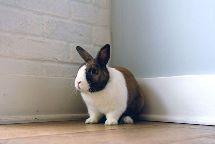 New research identifies most common causes of death in pet rabbits ...