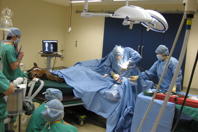 BSVSp explores Practice Standards Scheme accreditation for specialist ...