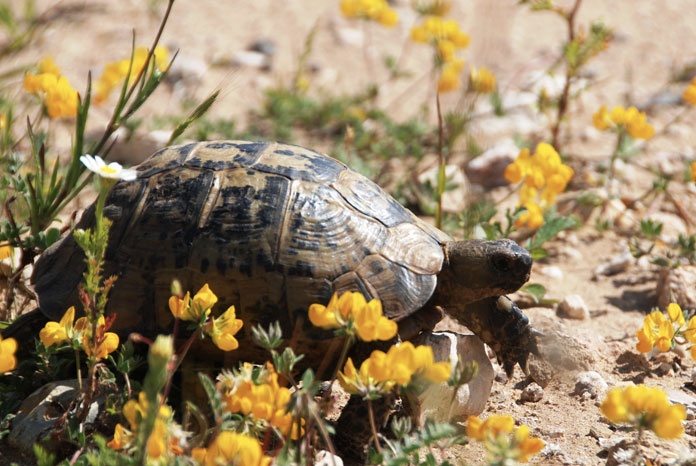 Tortoise conference offers six hours CPD - VetSurgeon News - VetSurgeon ...