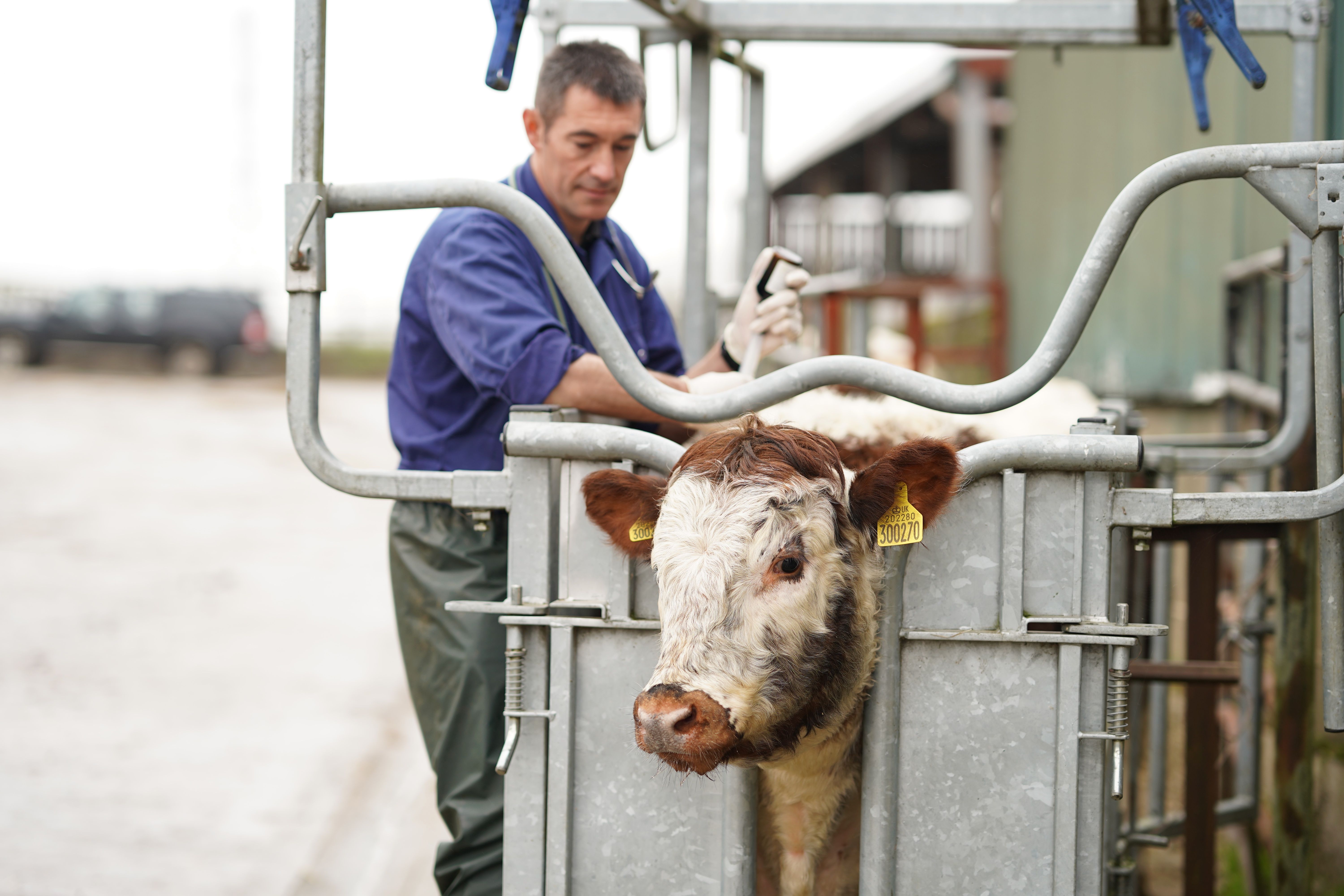 Job: Farm Animal Vet. Towcester Veterinary Centre, Northamptonshire ...