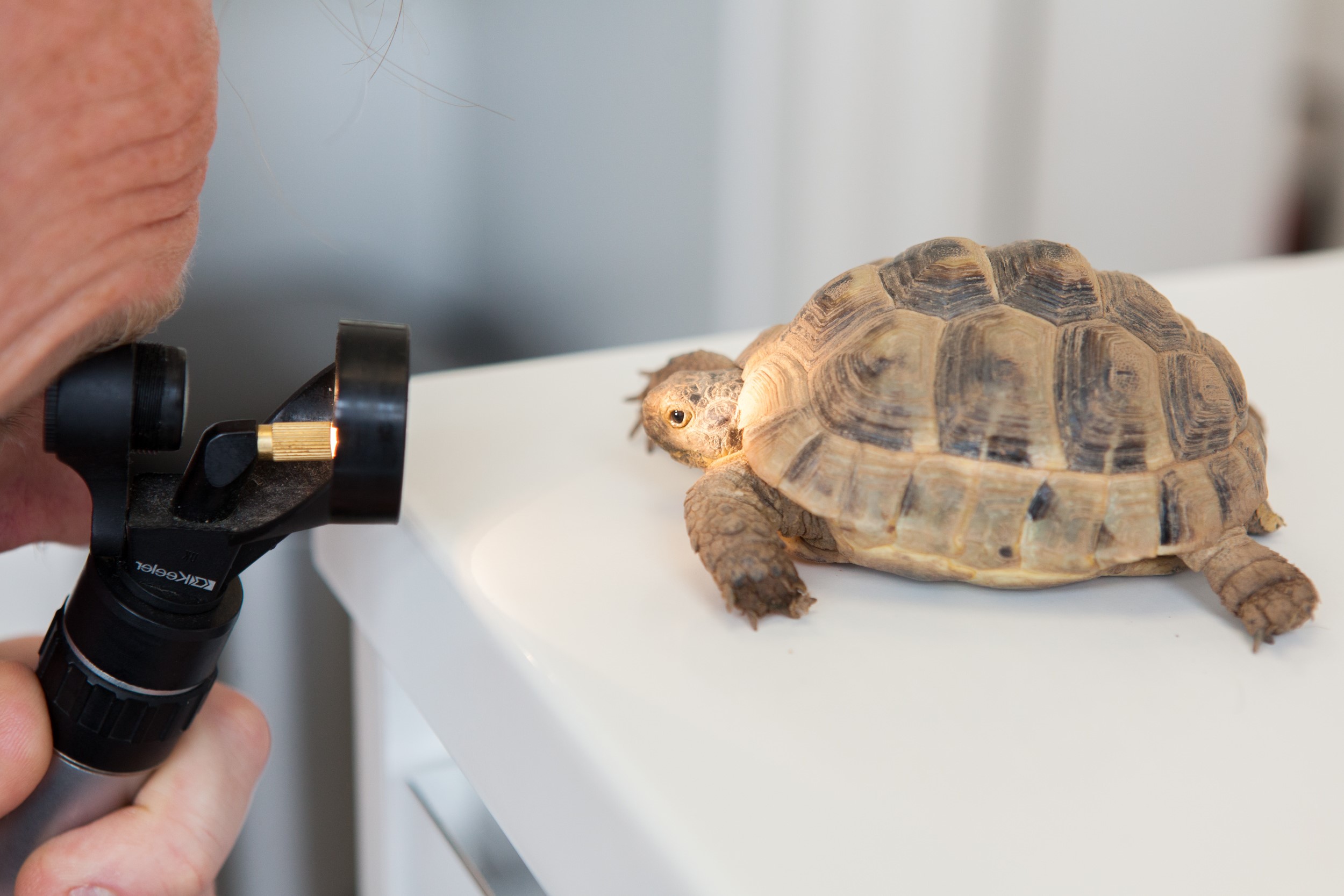 Job: Small Animal Vet. Donnachie and Townley Veterinary Centre ...