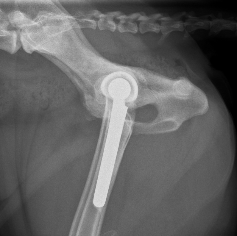 Total Hip Replacement - Veterinary Orthopaedics - VetSurgeon.org ...