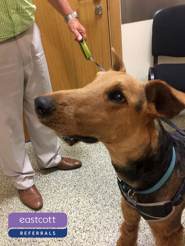 Jaw reconstruction using 3d printed titanium implant - Veterinary ...