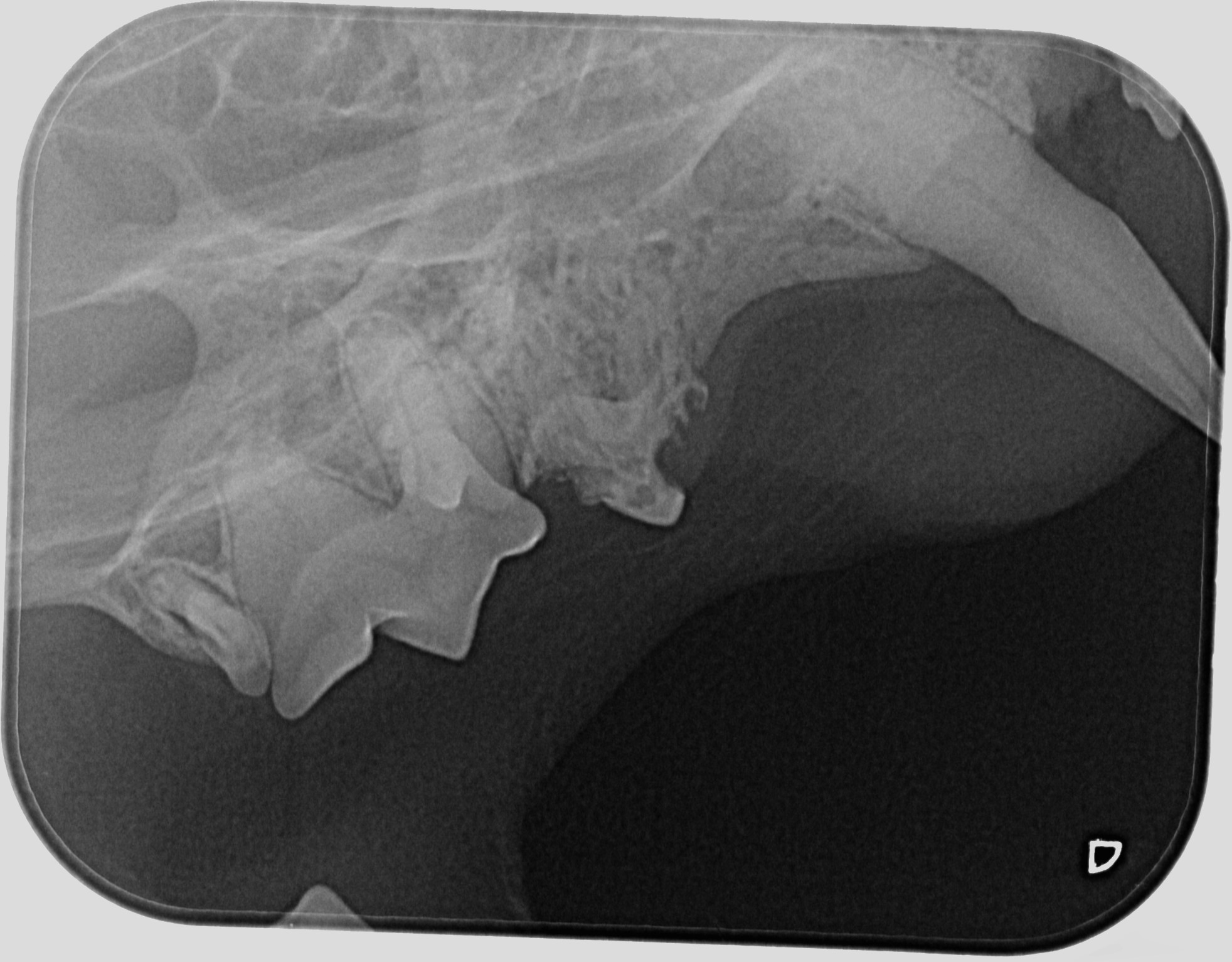 Feline Full Mouth Series - Veterinary Dentistry and Oral Surgery ...