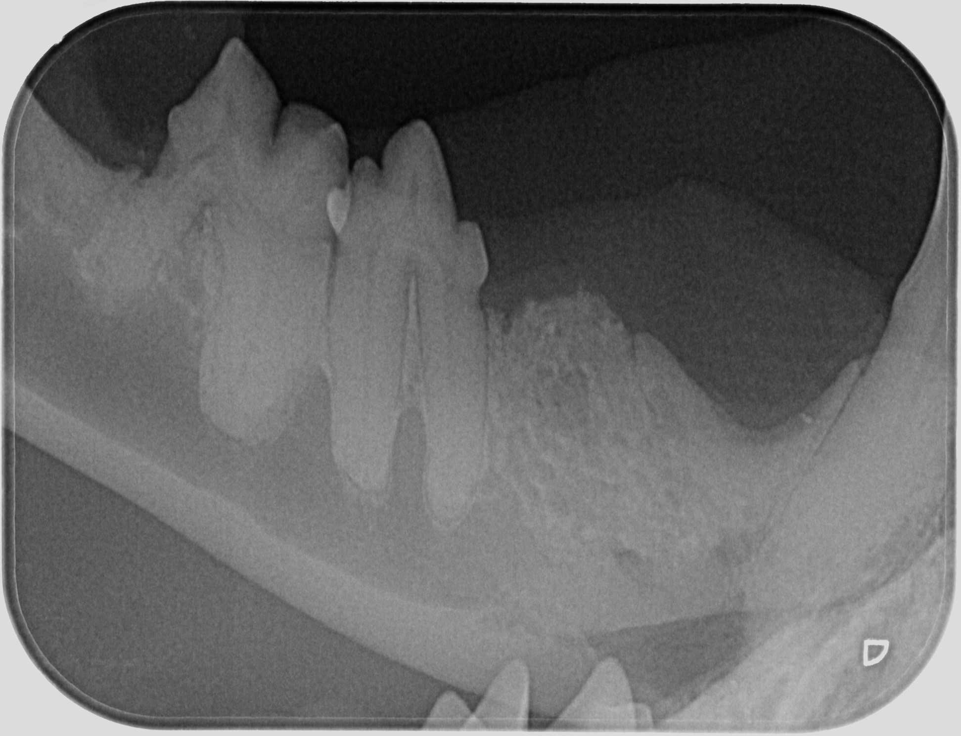 Feline Full Mouth Series - Veterinary Dentistry and Oral Surgery ...