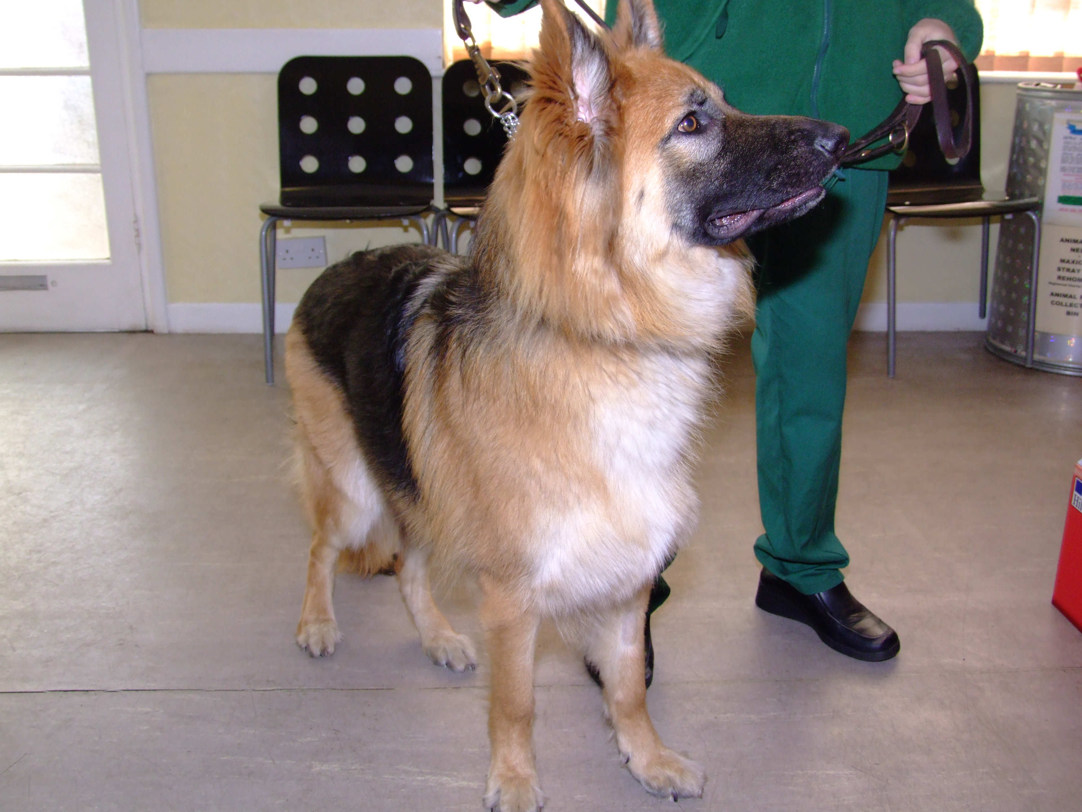 Lingual Calcinosis Circumscripta in young GSD - Soft Tissue Surgery ...