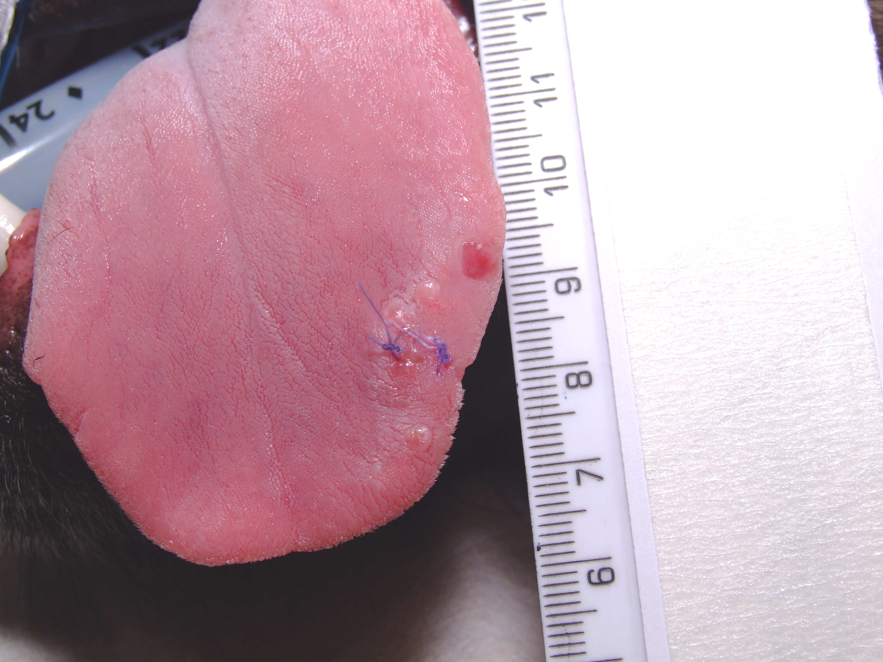 Lingual Calcinosis Circumscripta in young GSD - Soft Tissue Surgery ...