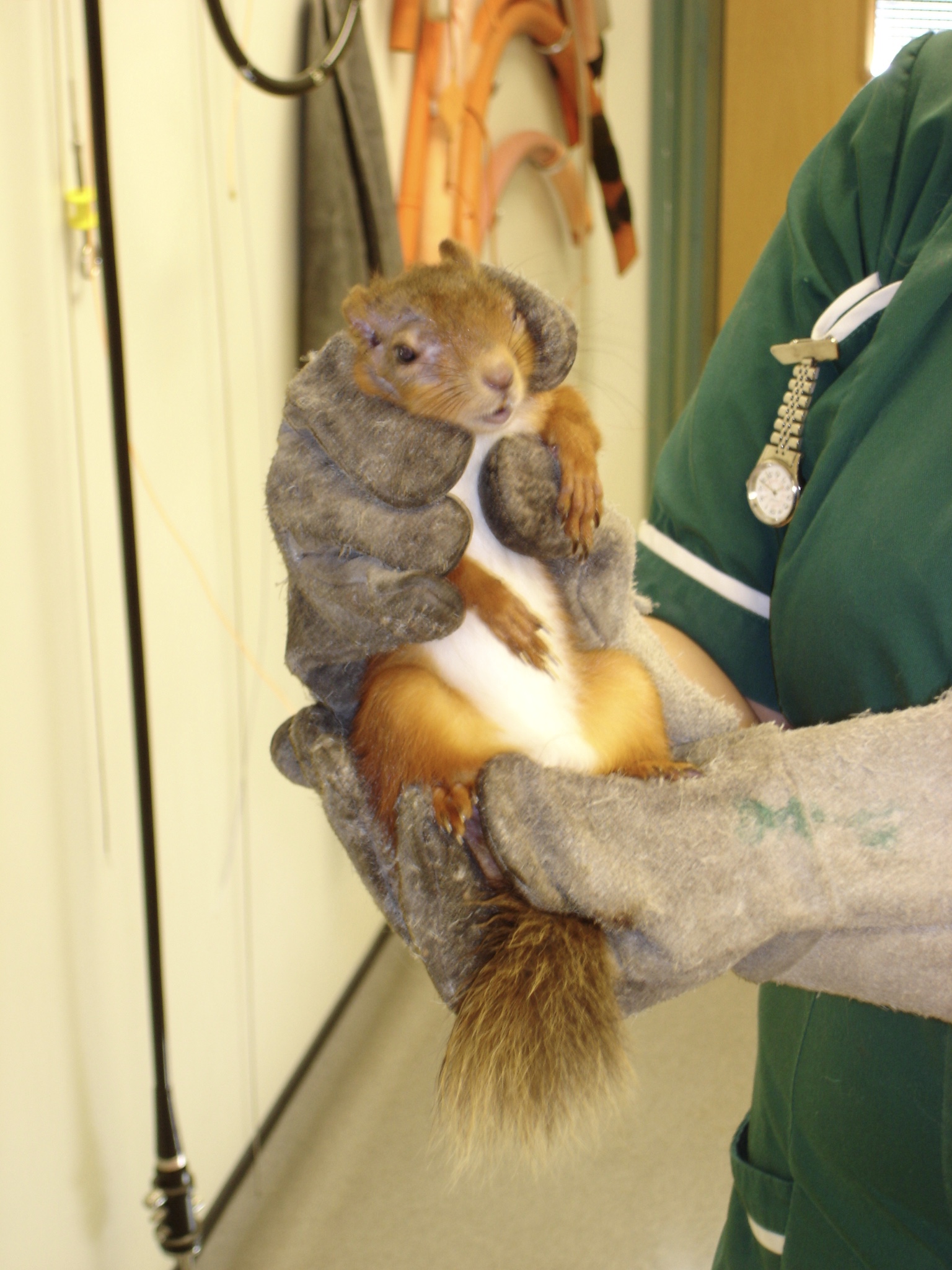 Red Squirrel with pox virus - Veterinary Exotics - VetSurgeon.org ...