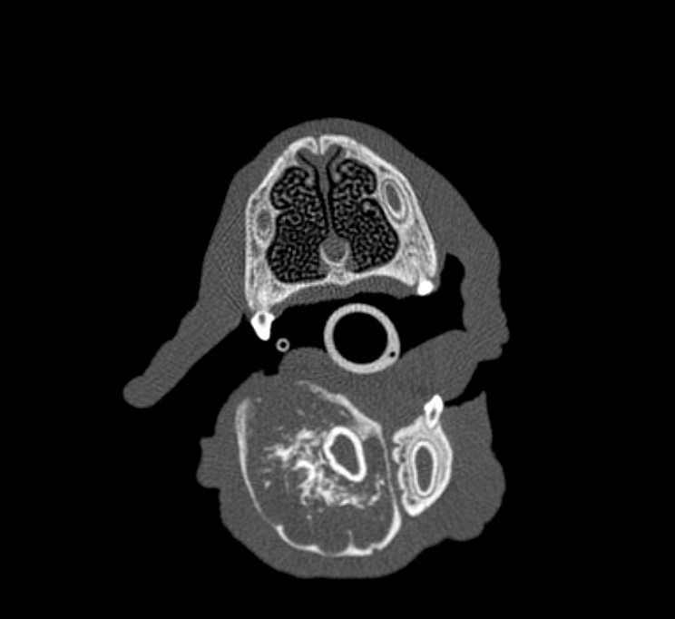 Compound Odontoma - Veterinary Dentistry and Oral Surgery - VetSurgeon ...