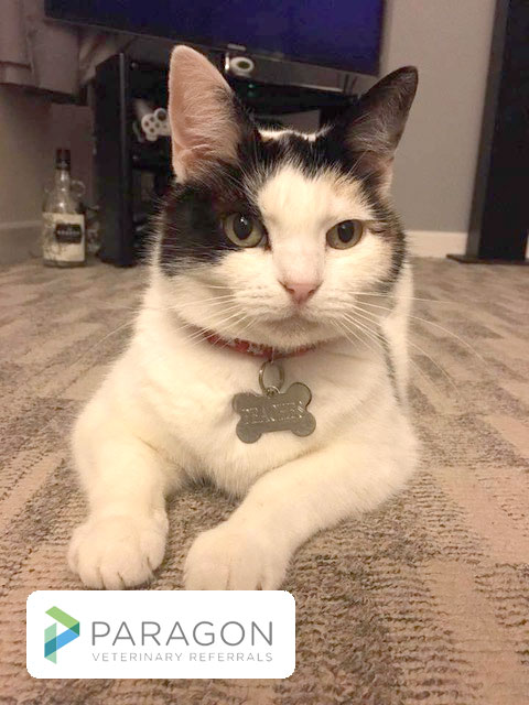 Chronic traumatic TMJ luxation - Veterinary Dentistry and Oral Surgery ...