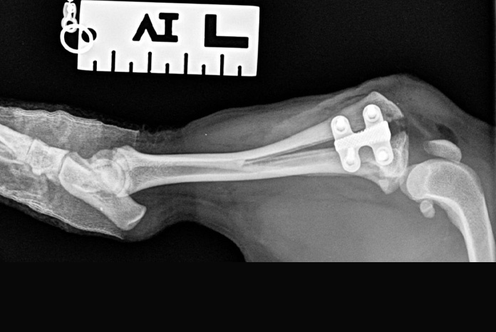 Veterinary Surgeons Forums, Jobs, News & CPD - VetSurgeon.org ...