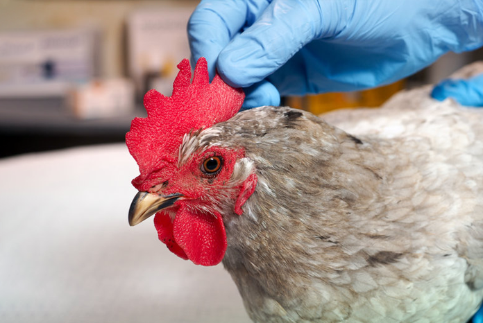 Veterinary Surgeons Forums, Jobs, News & CPD - VetSurgeon.org ...