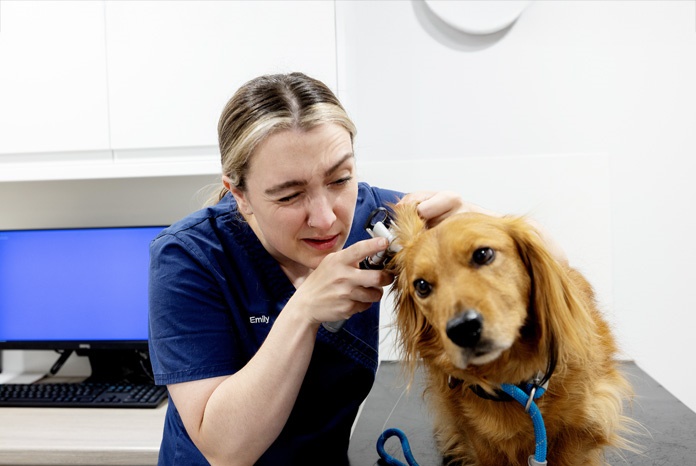 Veterinary Surgeons Forums, Jobs, News & CPD - VetSurgeon.org ...