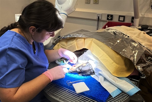 Veterinary News - VetSurgeon News - VetSurgeon.org - VetSurgeon.org