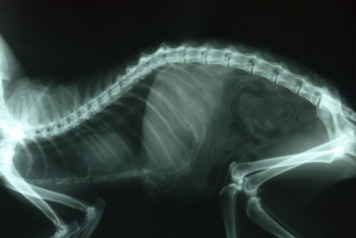 Veterinary News - VetSurgeon News - VetSurgeon.org - VetSurgeon.org