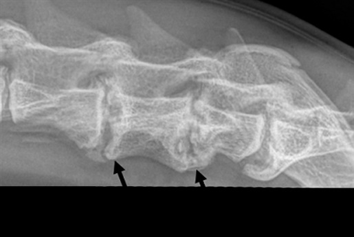 Veterinary News - VetSurgeon News - VetSurgeon.org - VetSurgeon.org