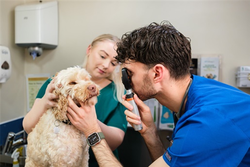 Veterinary News - VetSurgeon News - VetSurgeon.org - VetSurgeon.org