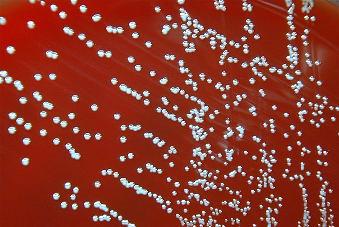 Veterinary News - VetSurgeon News - VetSurgeon.org - VetSurgeon.org