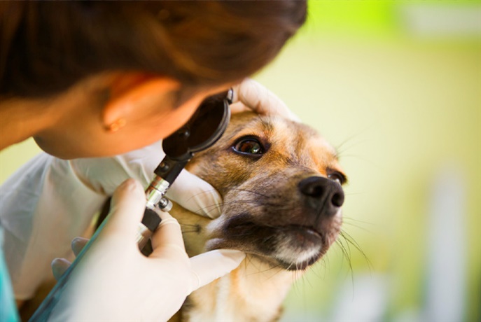 Veterinary News - VetSurgeon News - VetSurgeon.org - VetSurgeon.org