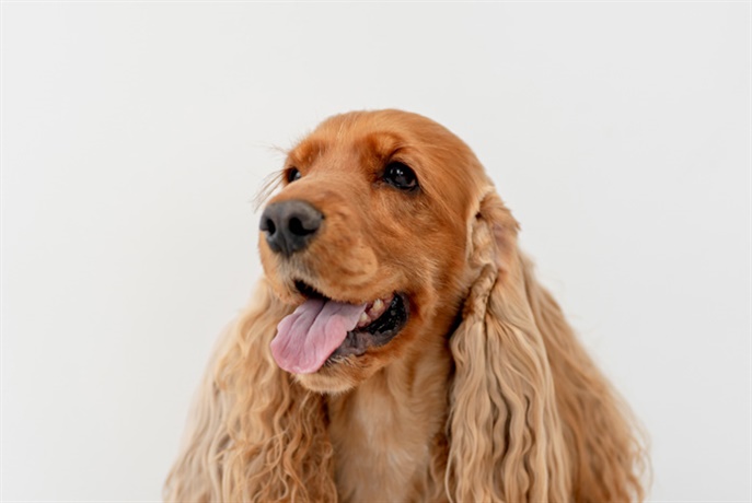 Veterinary News - VetSurgeon News - VetSurgeon.org - VetSurgeon.org