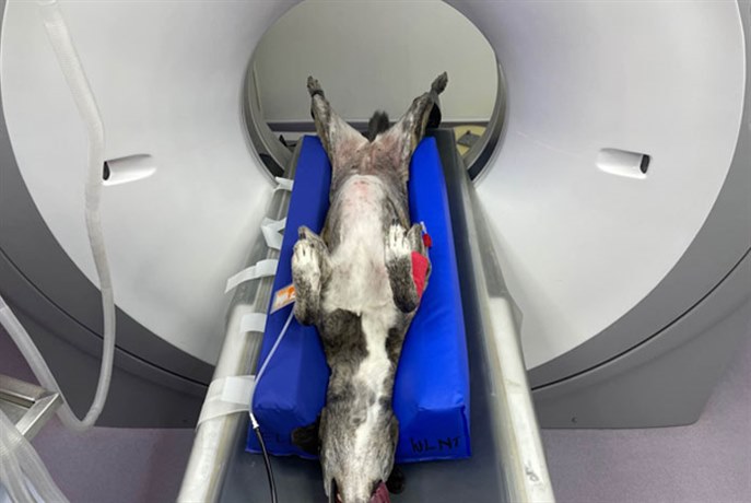 Veterinary News - VetSurgeon News - VetSurgeon.org - VetSurgeon.org