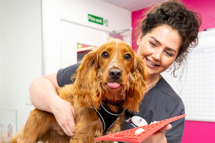 Veterinary News - VetSurgeon News - VetSurgeon.org - VetSurgeon.org