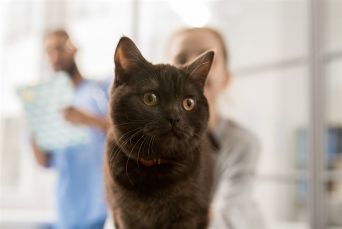 Veterinary News - VetSurgeon News - VetSurgeon.org - VetSurgeon.org