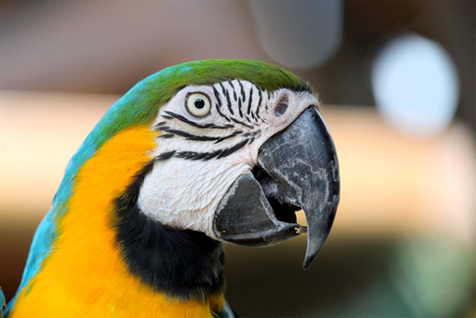 Veterinary News - VetSurgeon News - VetSurgeon.org - VetSurgeon.org