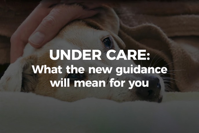 Veterinary News - VetSurgeon News - VetSurgeon.org - VetSurgeon.org